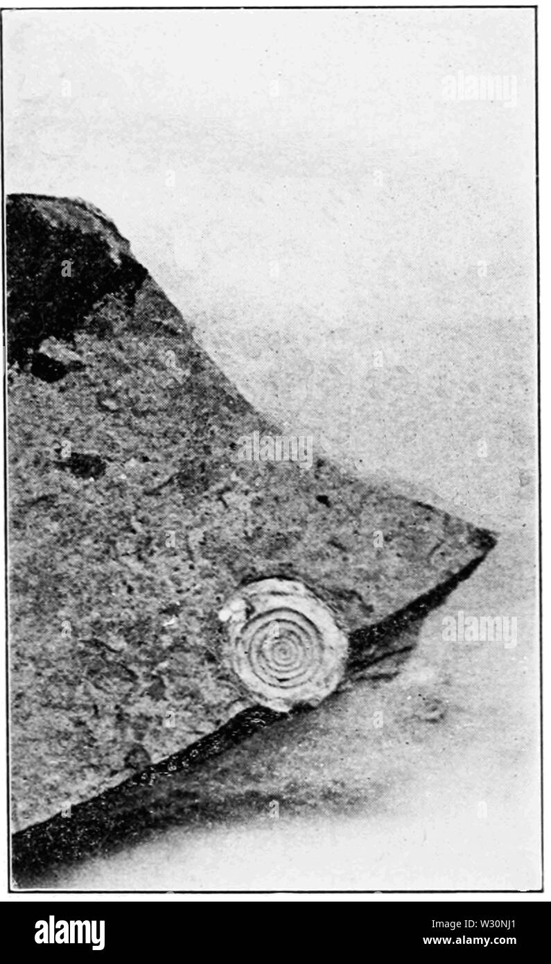 Snail taxonomy Black and White Stock Photos & Images - Alamy