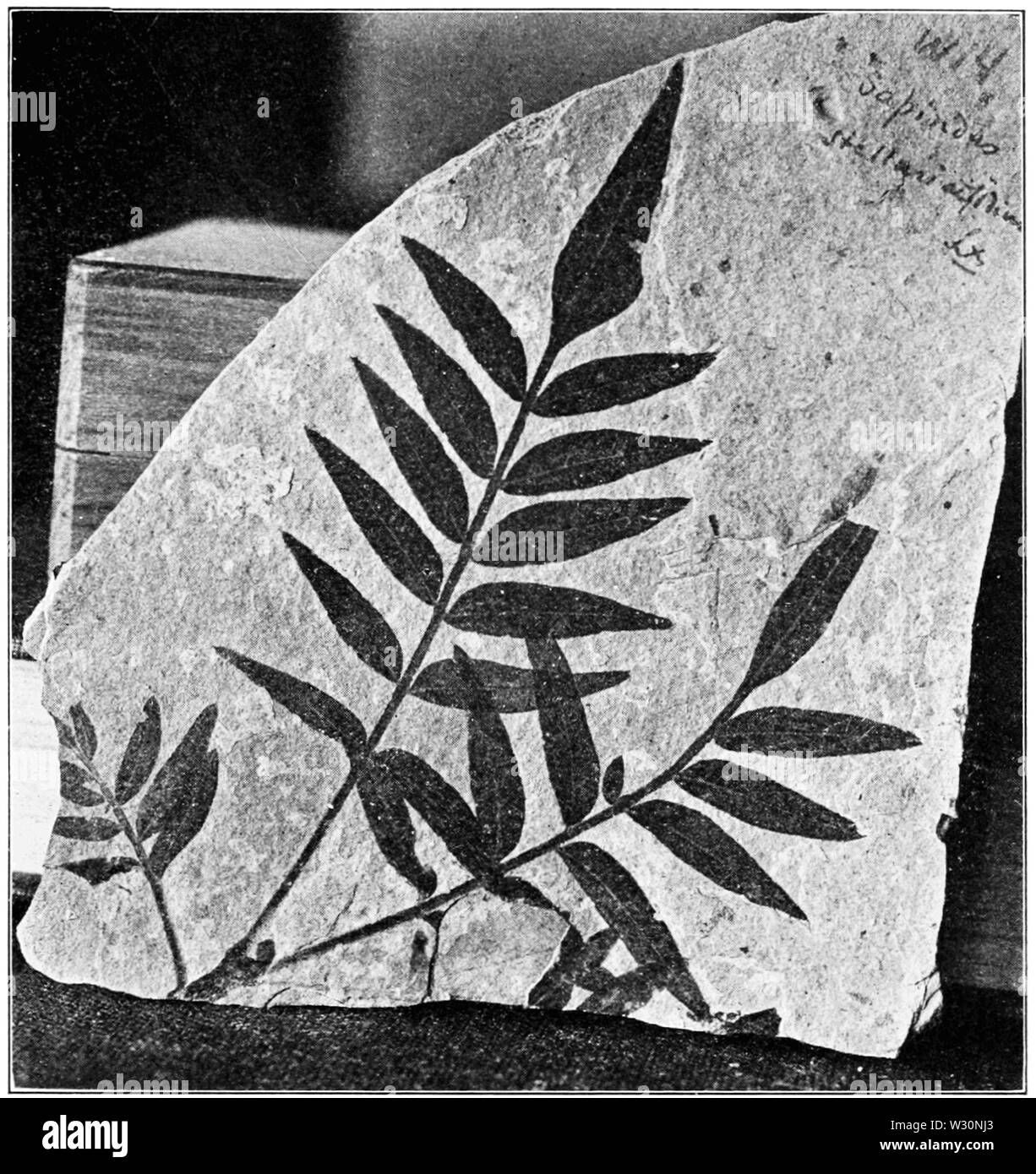 PSM V73 D125 Fossil soapberry tree sapindus stellariaefolius Stock ...