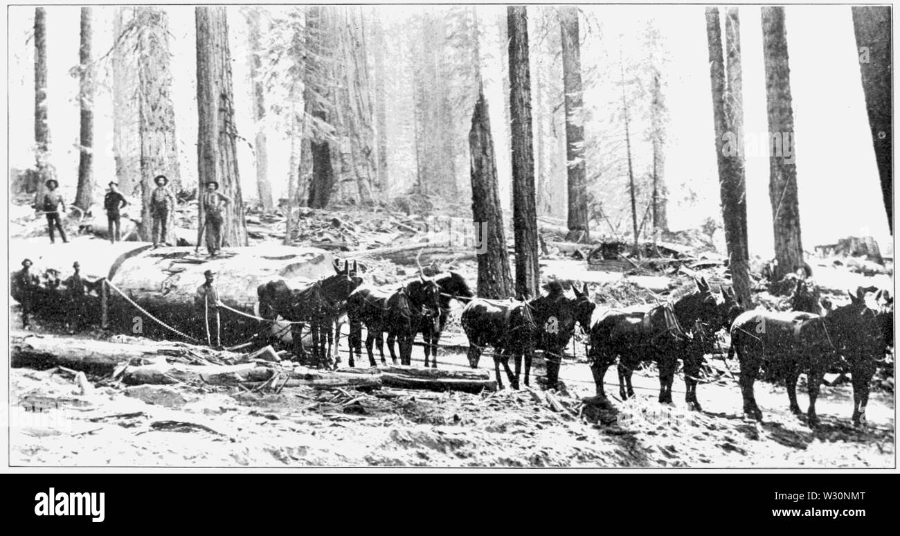 PSM V73 D182 Big tree logging in millwood california Stock Photo - Alamy