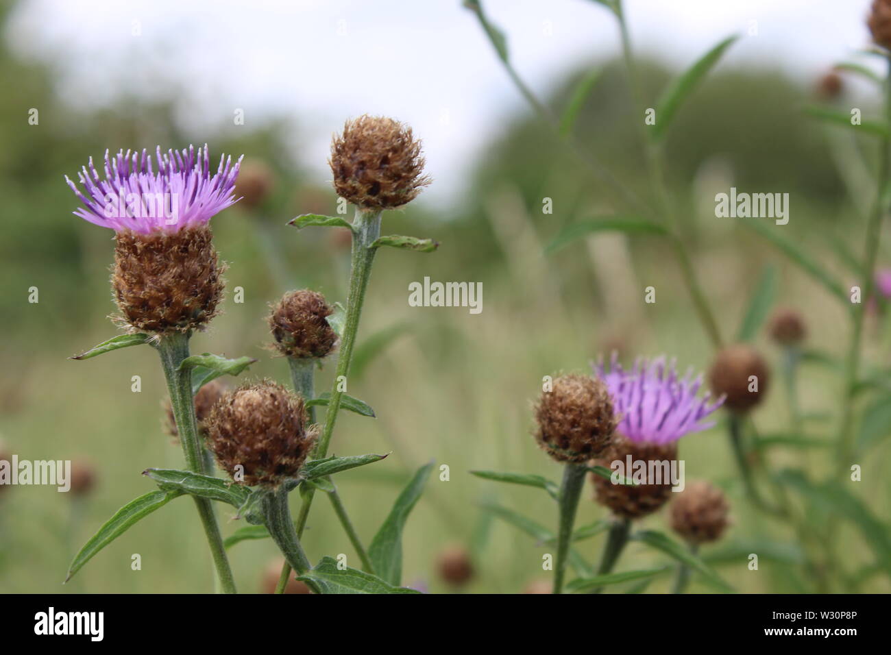 Centaurea nigra knapweed hardheads hi-res stock photography and images ...