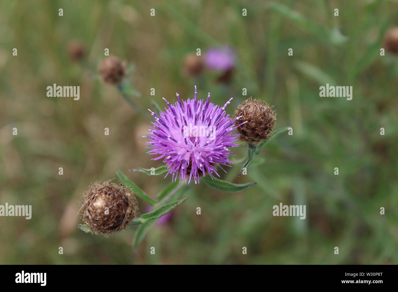 Spherical leaves hi-res stock photography and images - Alamy