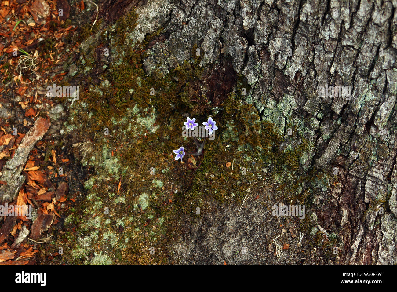 Flowers growing in moss on a tree Stock Photo - Alamy