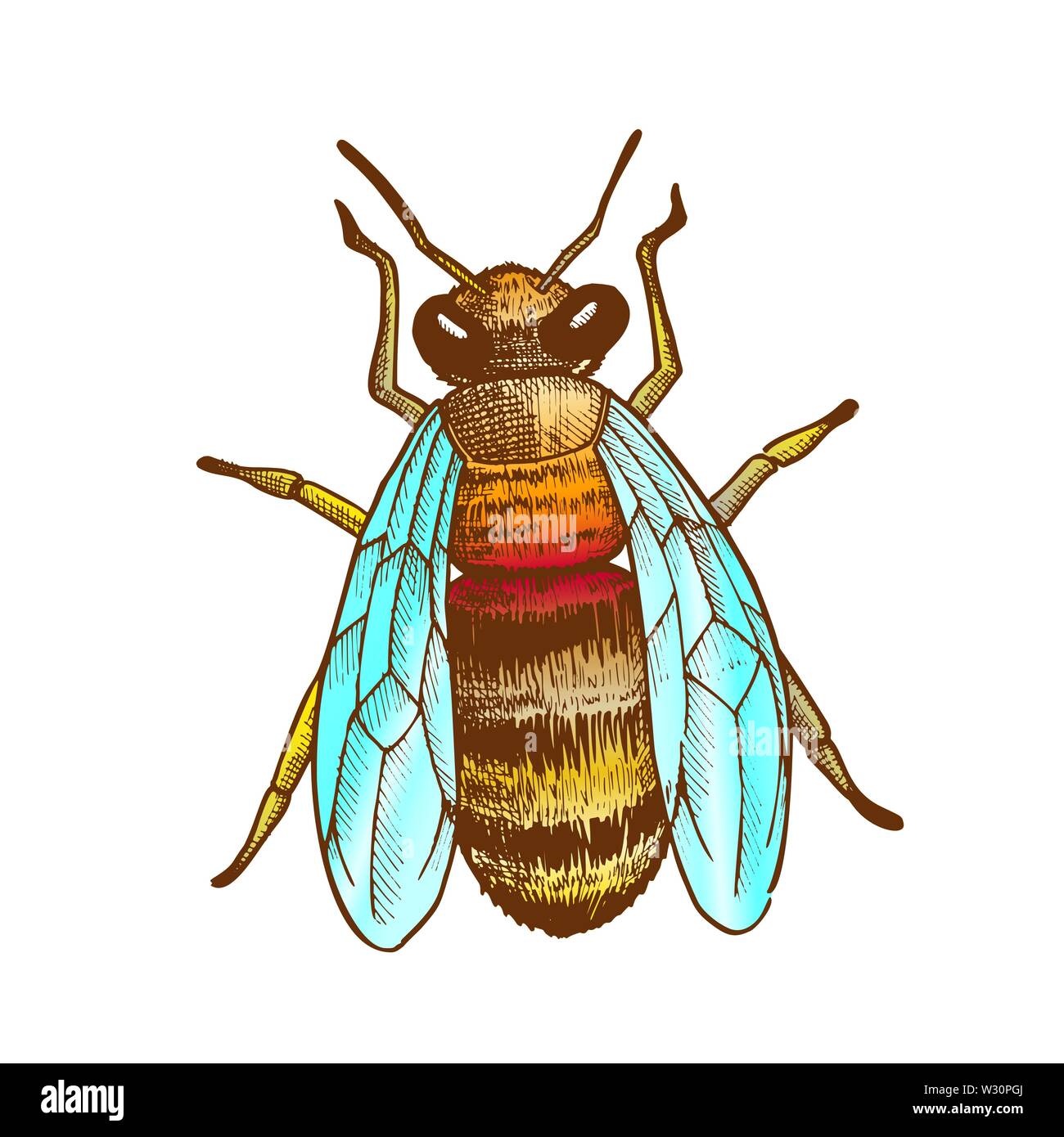 Color Striped Bee Flying Insect Animal Top View Vector Stock Vector ...