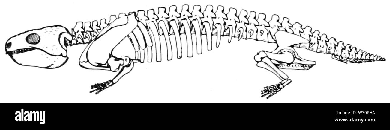 PSM V73 D570 Restoration of a diadectes skeleton Stock Photo - Alamy