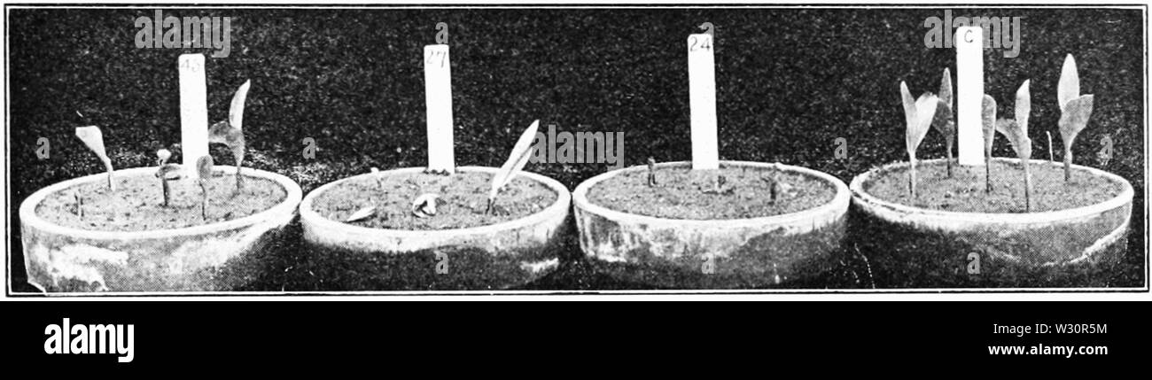 PSM V74 D235 Radium bromide may effect gravity effect on seed growth ...