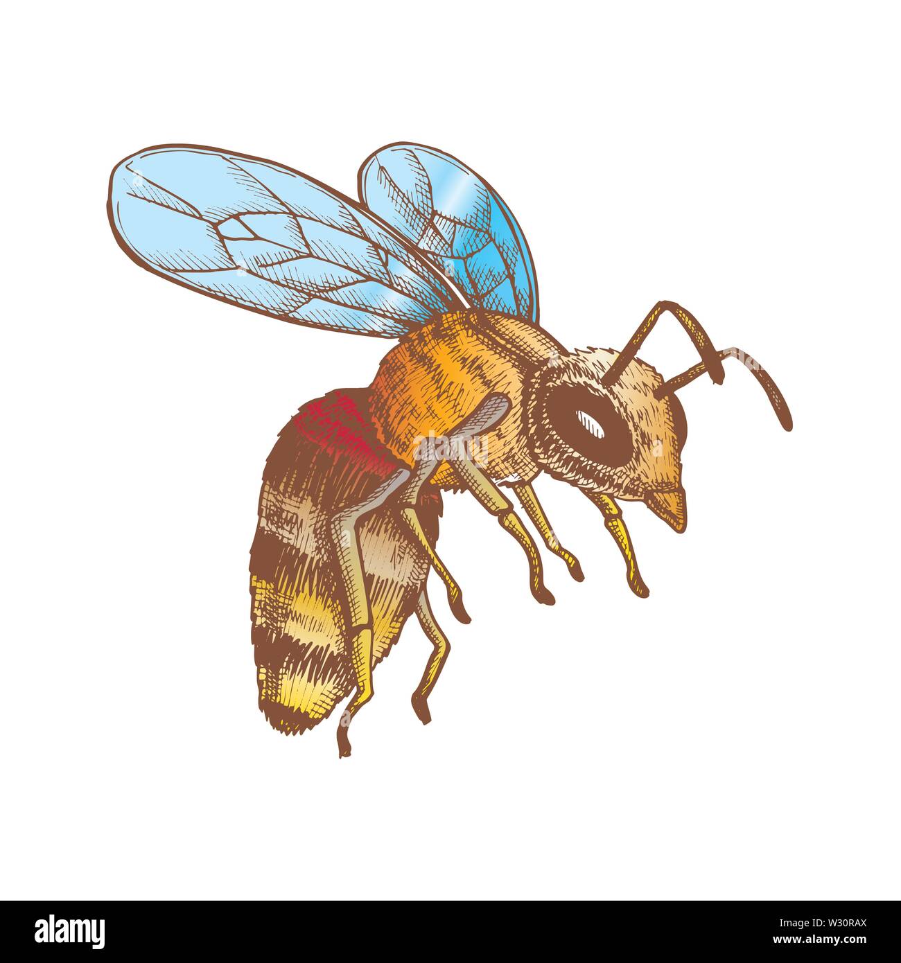 Color Flying Honey Bee Insect Gathering Nectar Vector Stock Vector ...