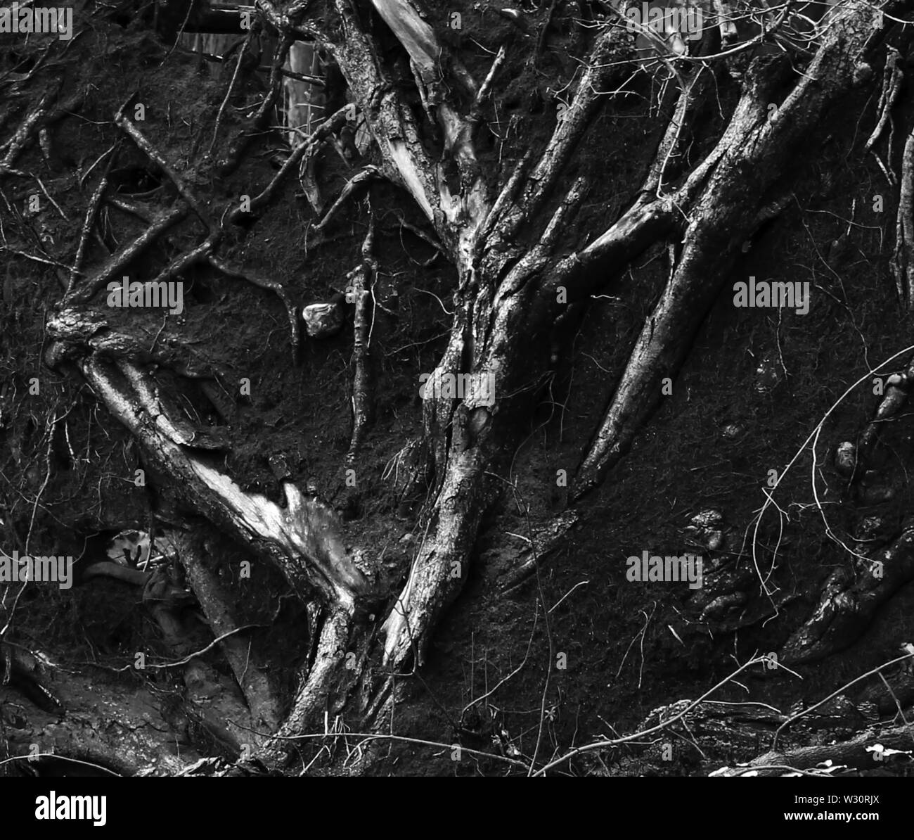 Creepy tree hi-res stock photography and images - Alamy