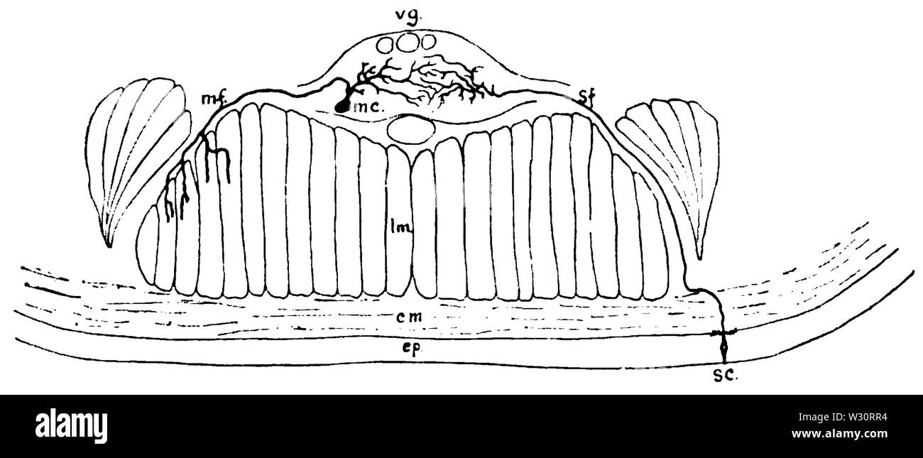 PSM V75 D060 Transverse section of the ventral nervous chain of an ...