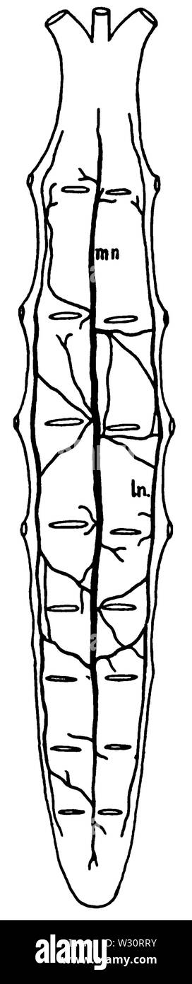 Dorsal structure Cut Out Stock Images & Pictures - Alamy