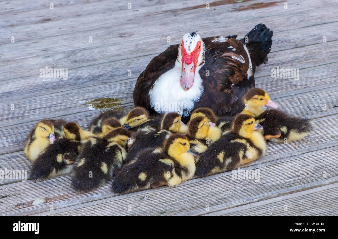 Rearing brood hi-res stock photography and images - Alamy