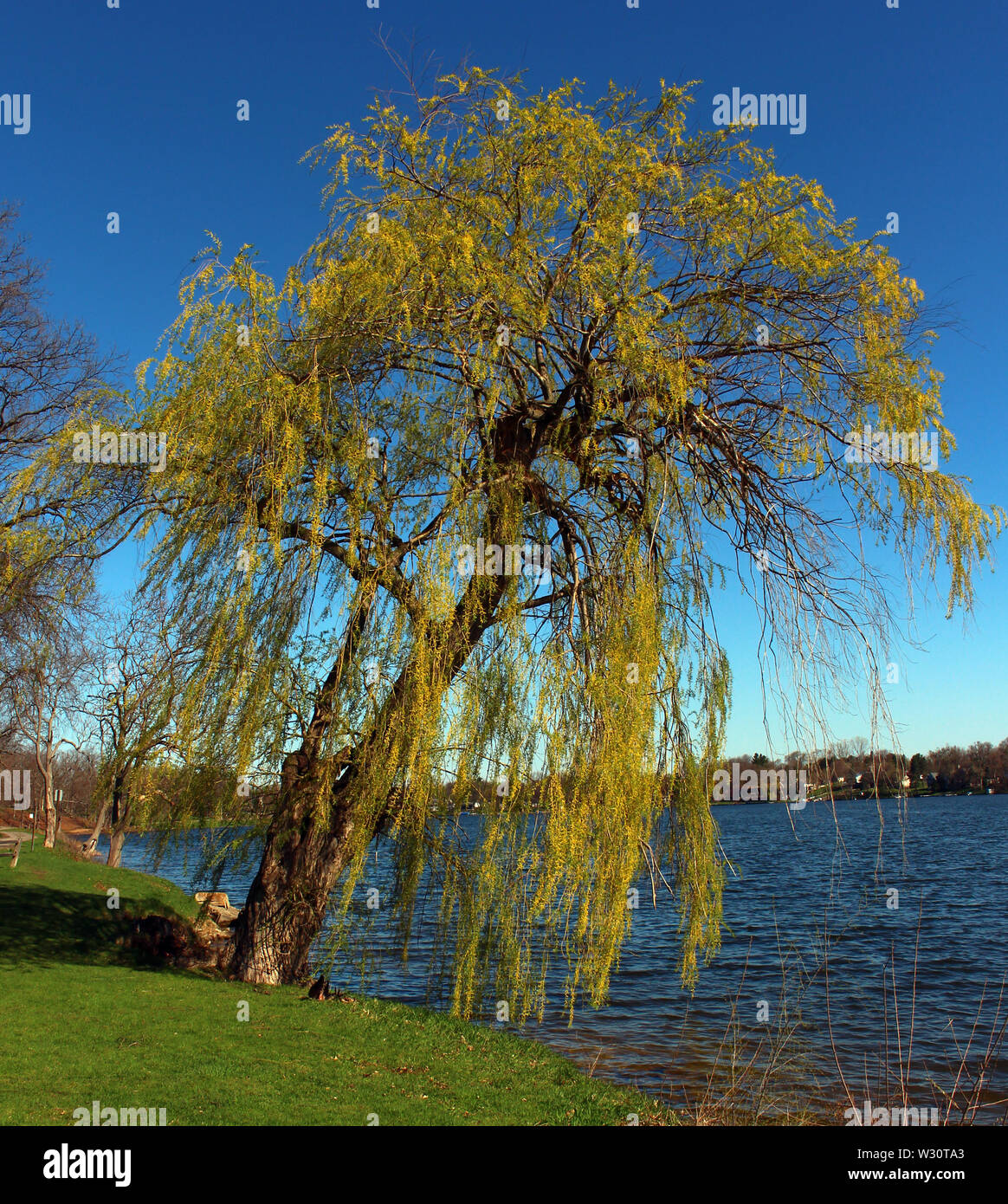 Tree overhanging lake hi-res stock photography and images - Alamy