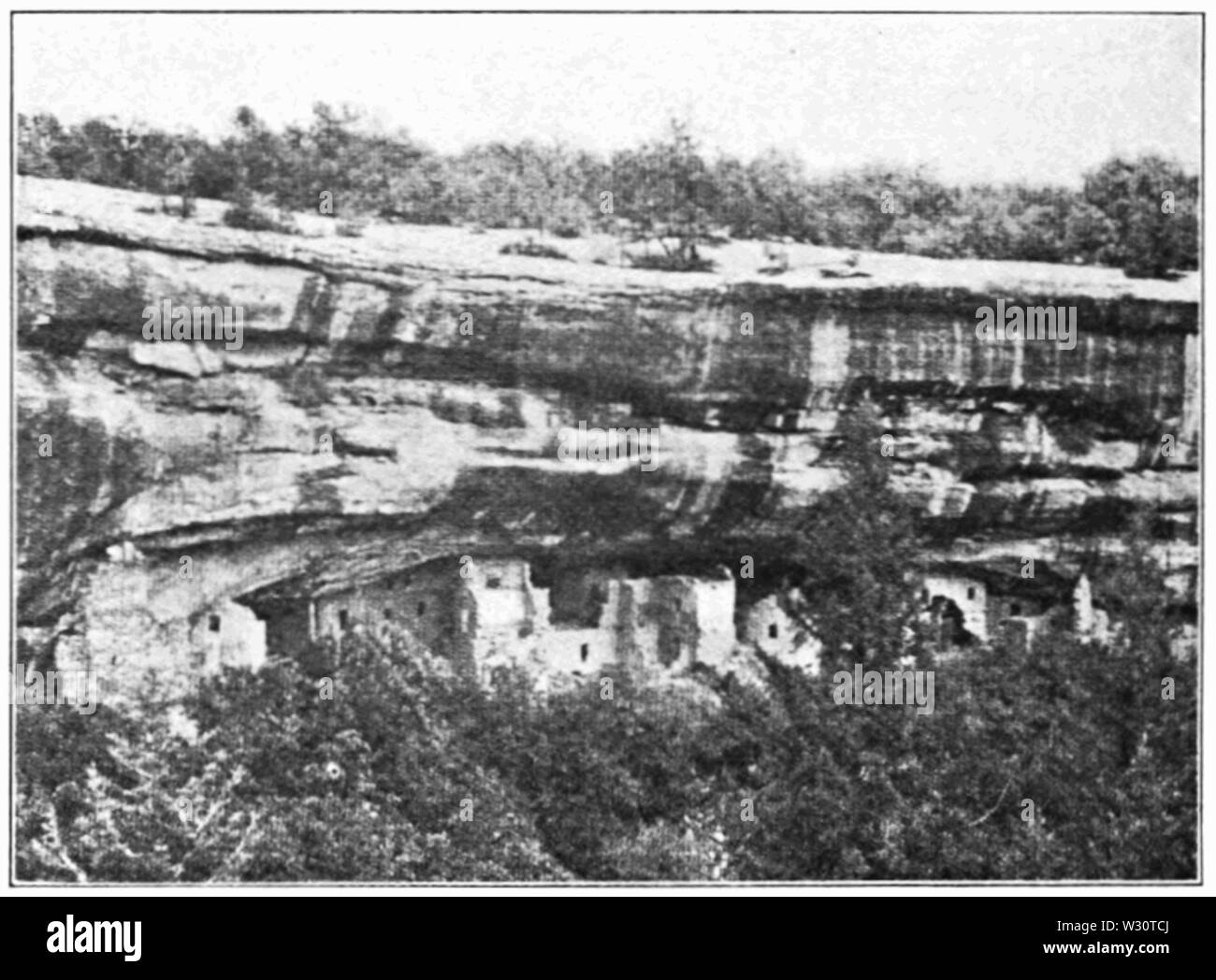 Tree for house building Cut Out Stock Images & Pictures - Alamy