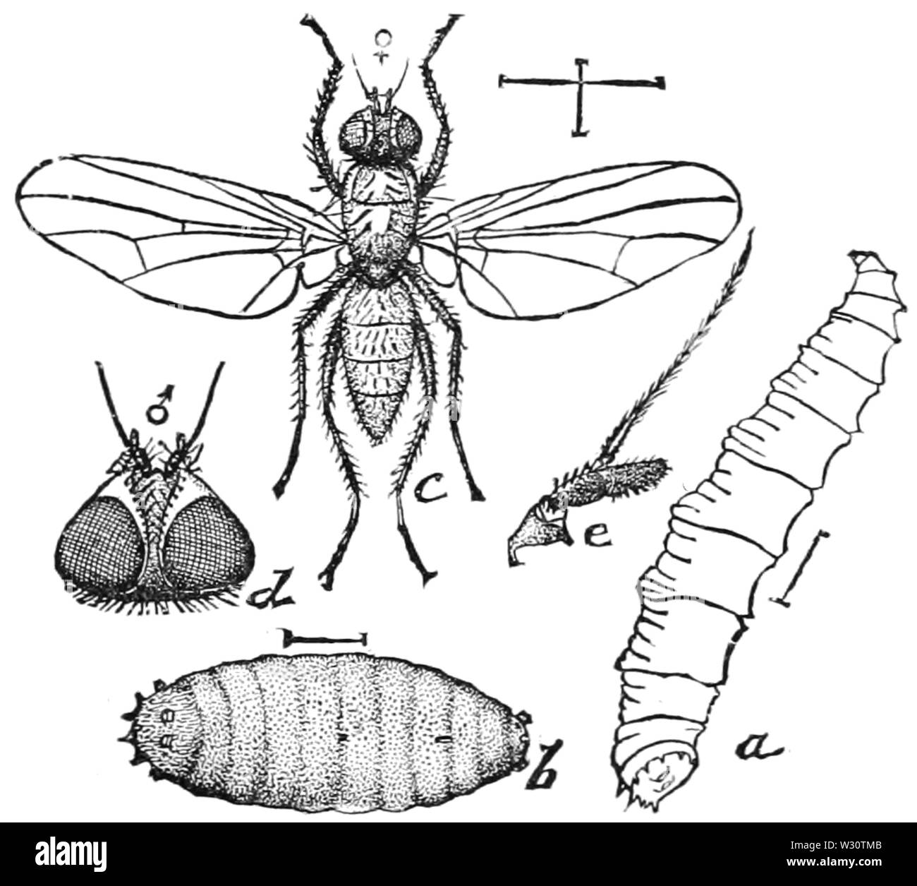 Root maggot hi-res stock photography and images - Alamy