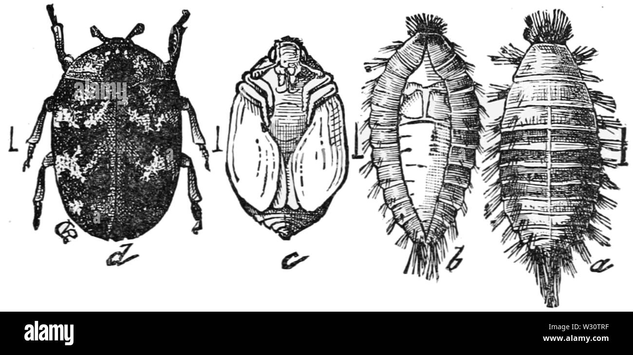 Stages of observation Cut Out Stock Images & Pictures - Alamy