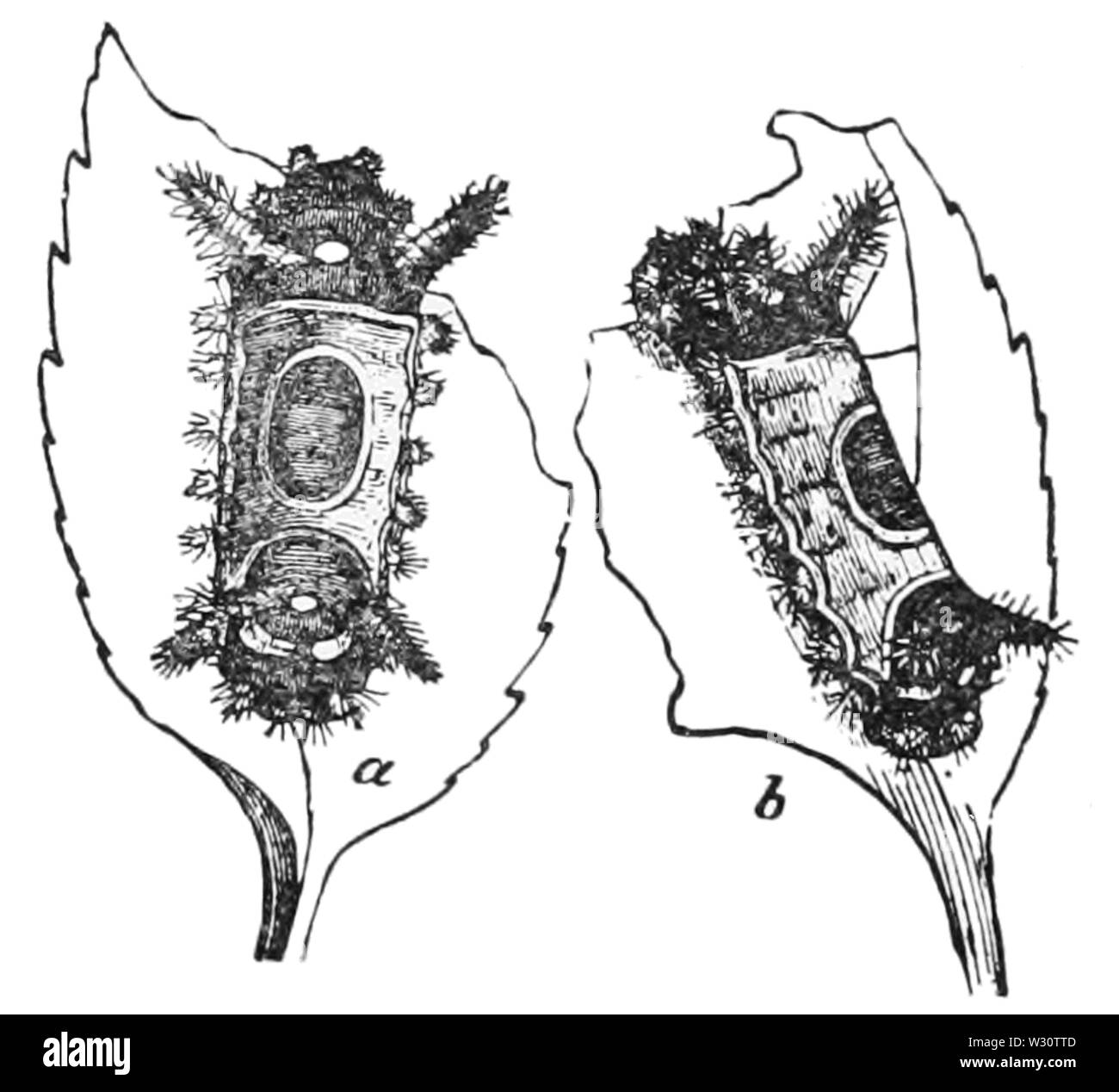 Caterpillar stage Cut Out Stock Images & Pictures - Alamy