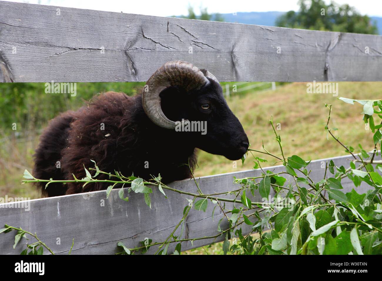 Goat in the black background hi-res stock photography and images - Alamy