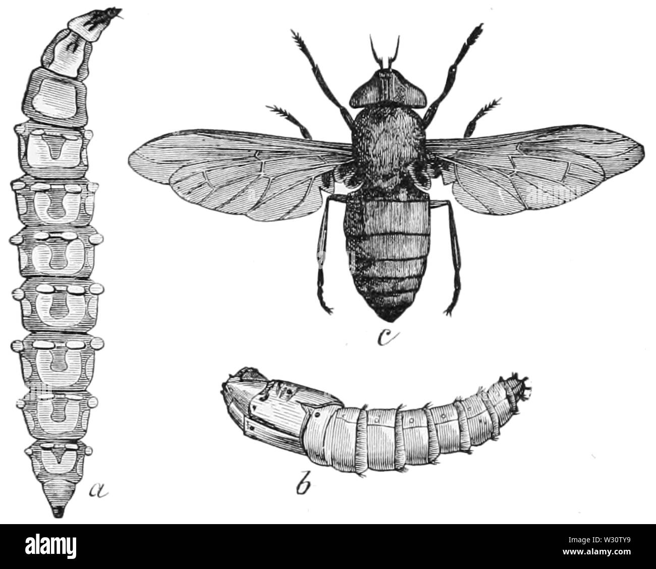 PSM V76 D216 A horse fly and its stages of development Stock Photo - Alamy