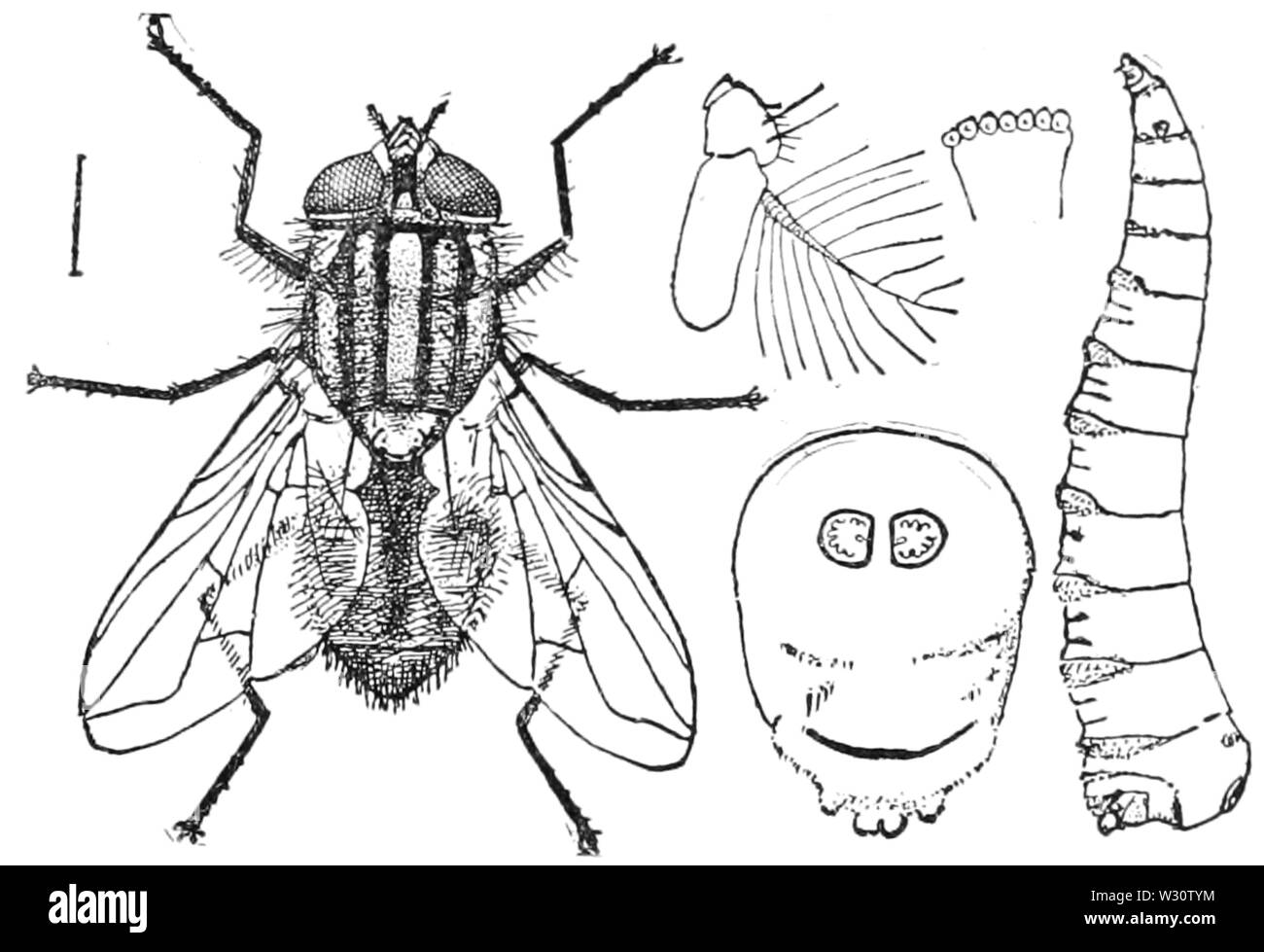 PSM V76 D217 House fly larva and structure details Stock Photo - Alamy