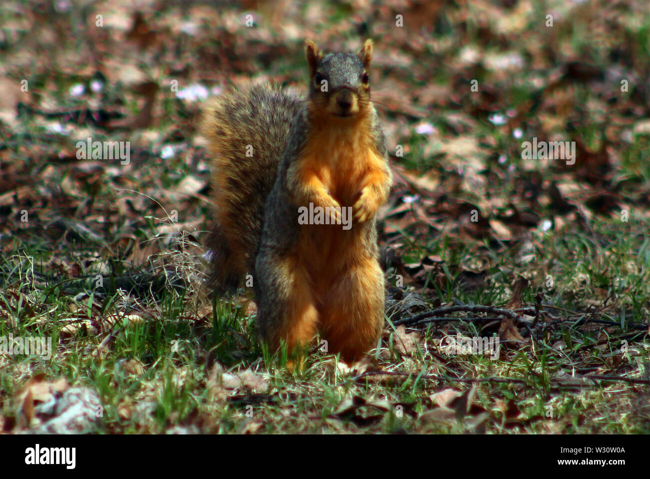 Squirrel posing for picture Stock Photo - Alamy