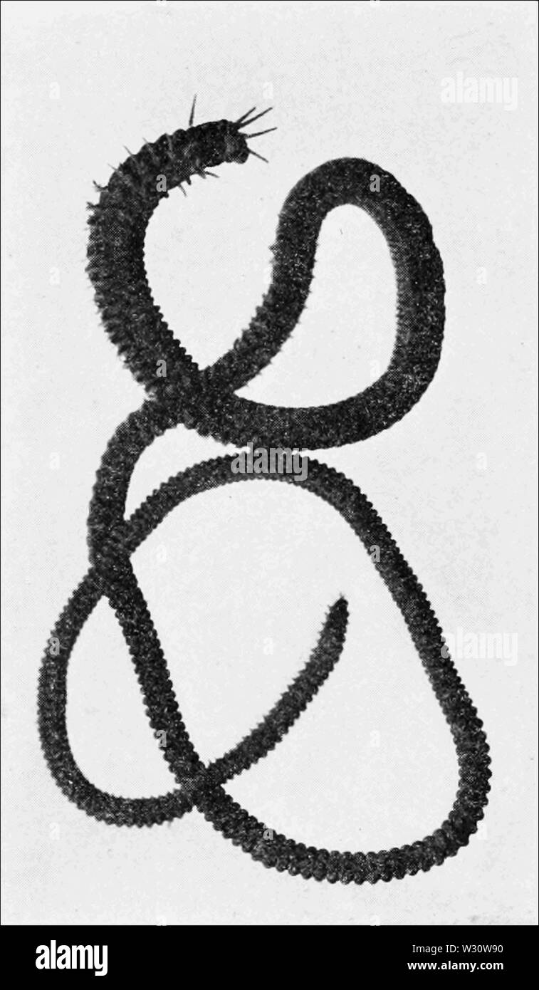 Palolo worm hi-res stock photography and images - Alamy