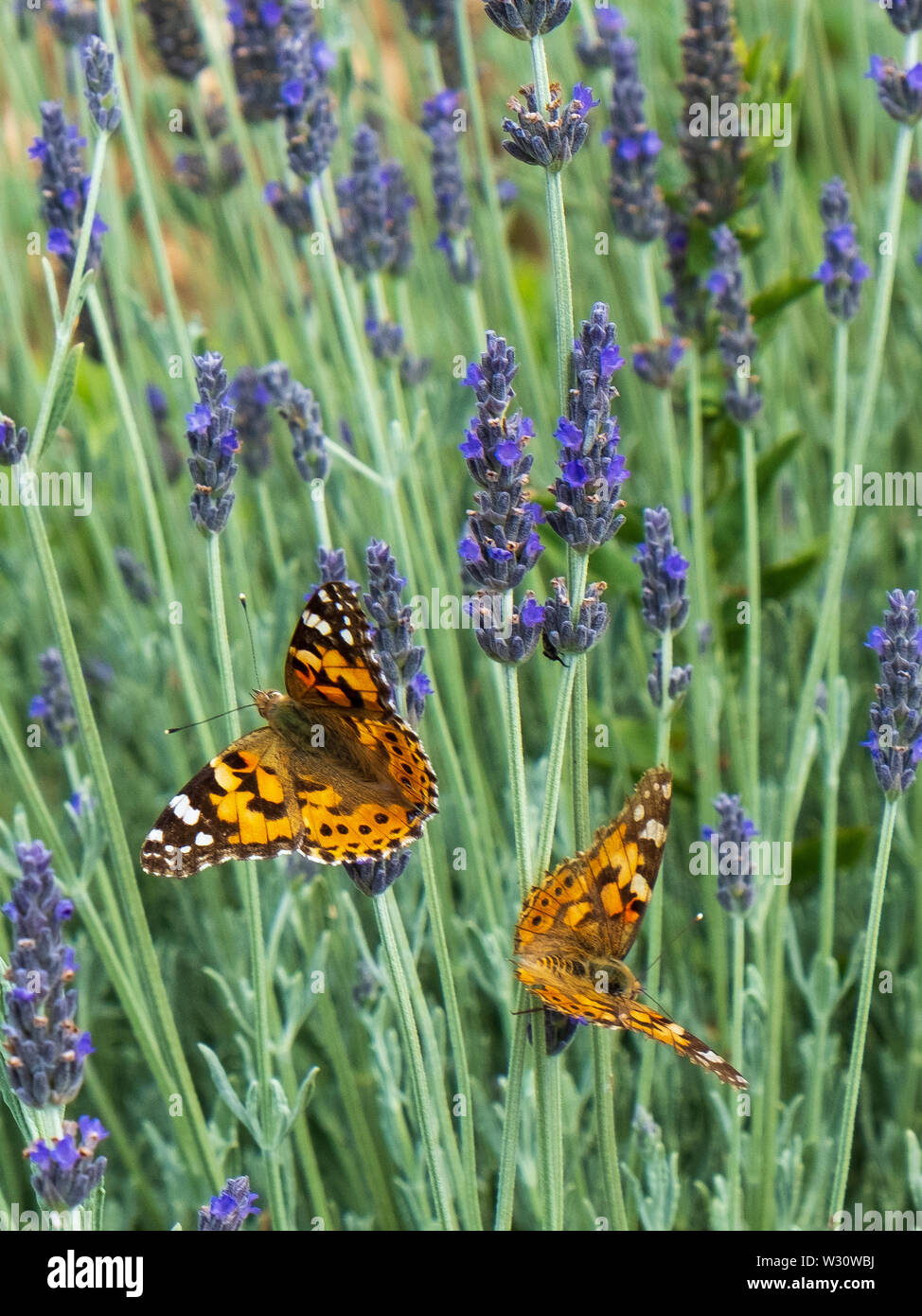 Butterflies of greece hi-res stock photography and images - Alamy