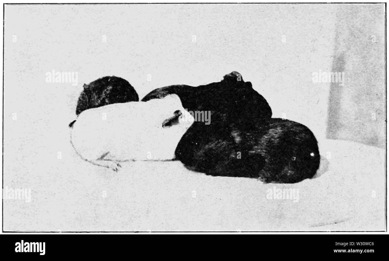 PSM V76 D429 Second generation offspring of a black and albino guinea ...