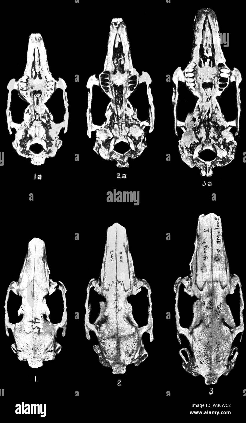 Skulls of rabbits hi-res stock photography and images - Alamy