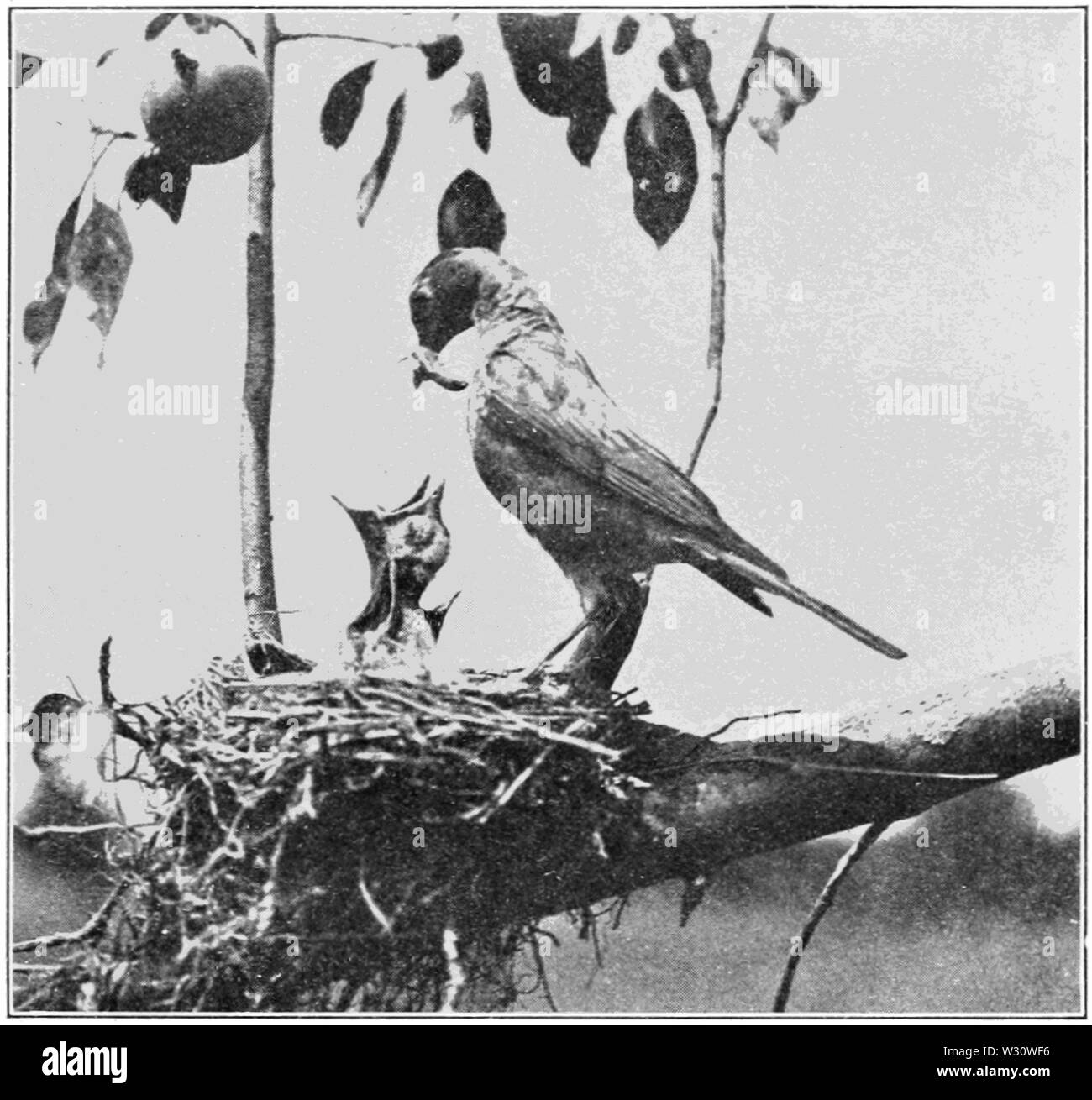 Young bird feeding Cut Out Stock Images & Pictures - Alamy