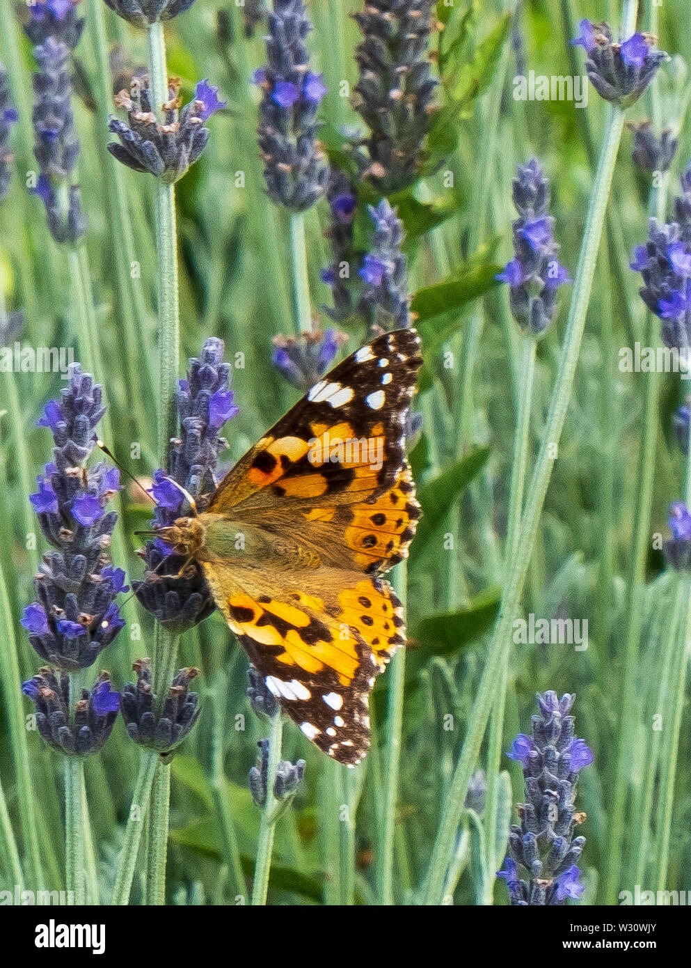Butterflies of greece hi-res stock photography and images - Alamy
