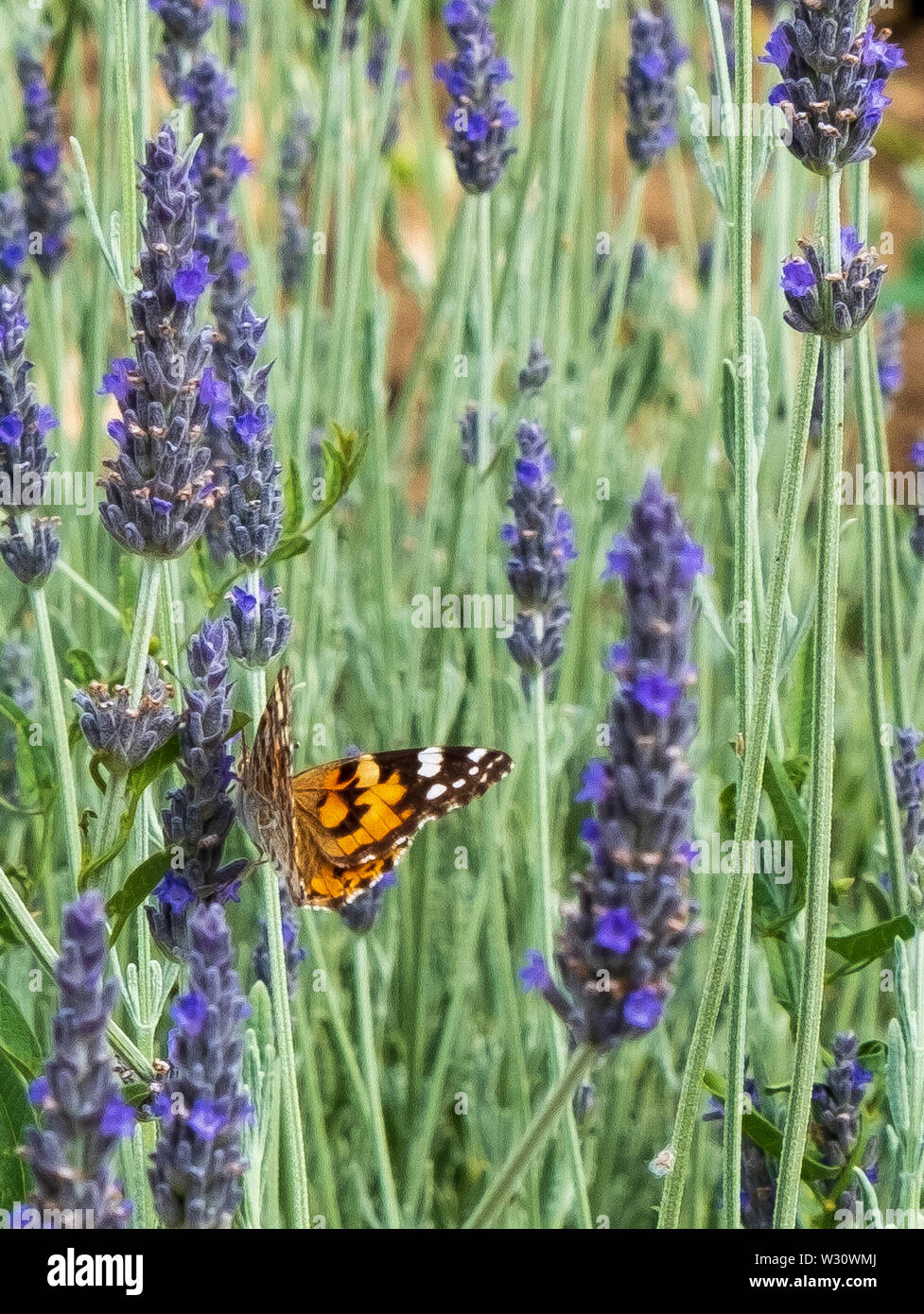 Butterflies in lavender field, Lasithi Plateau, Greece Stock Photo - Alamy