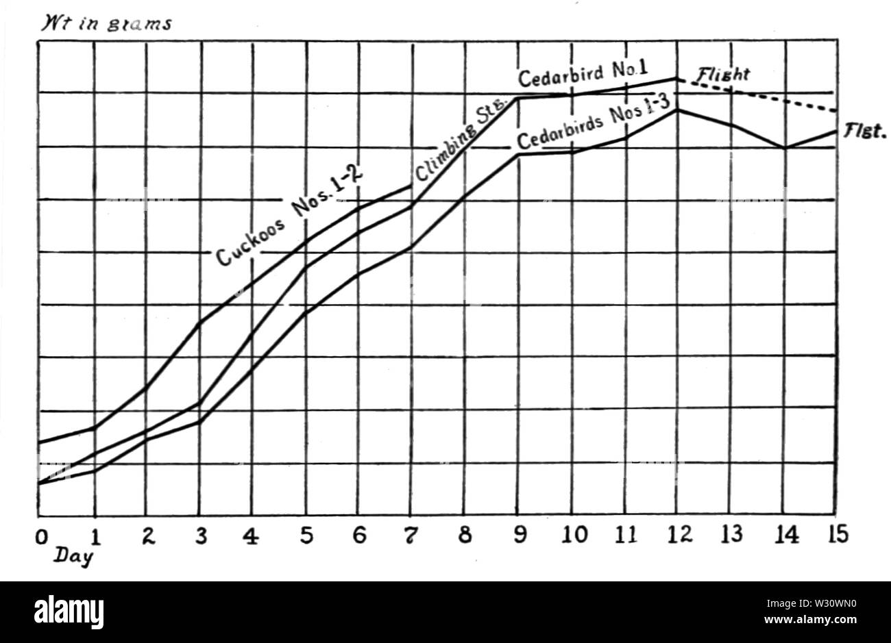 Animal growth study Black and White Stock Photos & Images - Alamy