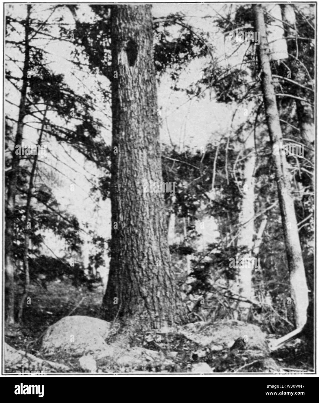 Woodpecker in nature Black and White Stock Photos & Images - Alamy