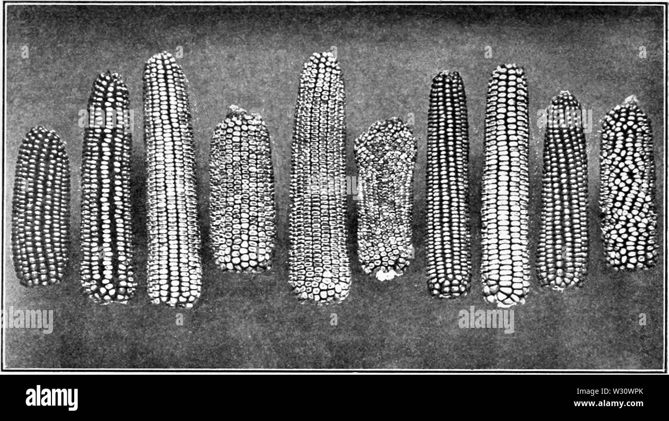 Variety of maize Black and White Stock Photos & Images - Alamy