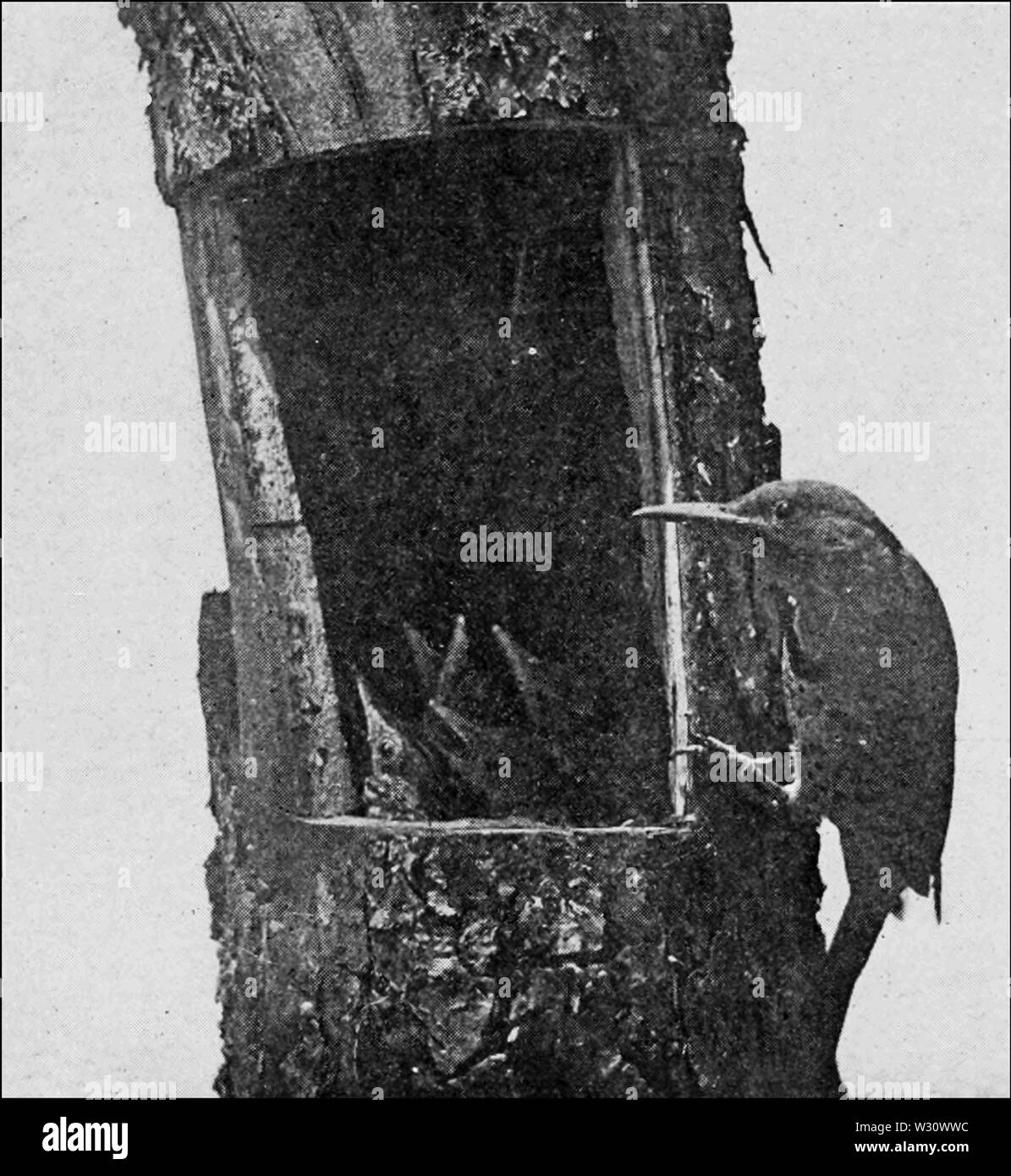 PSM V77 D142 Flicker feeding young after changing habit of access Stock ...