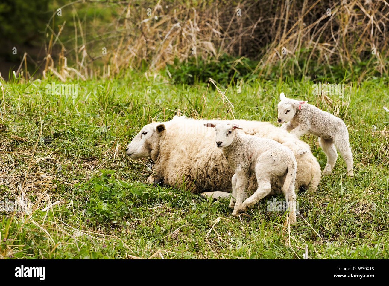 sheeps in a meadow Stock Photo - Alamy