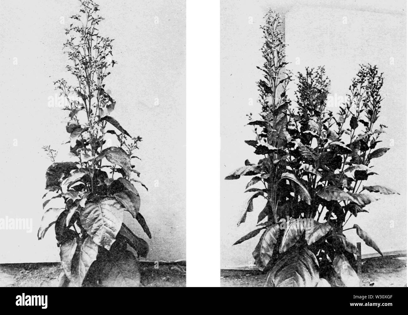 Hybrid innovation Black and White Stock Photos & Images - Alamy