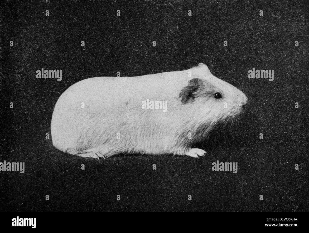 Smooth coated guinea pig Black and White Stock Photos & Images - Alamy