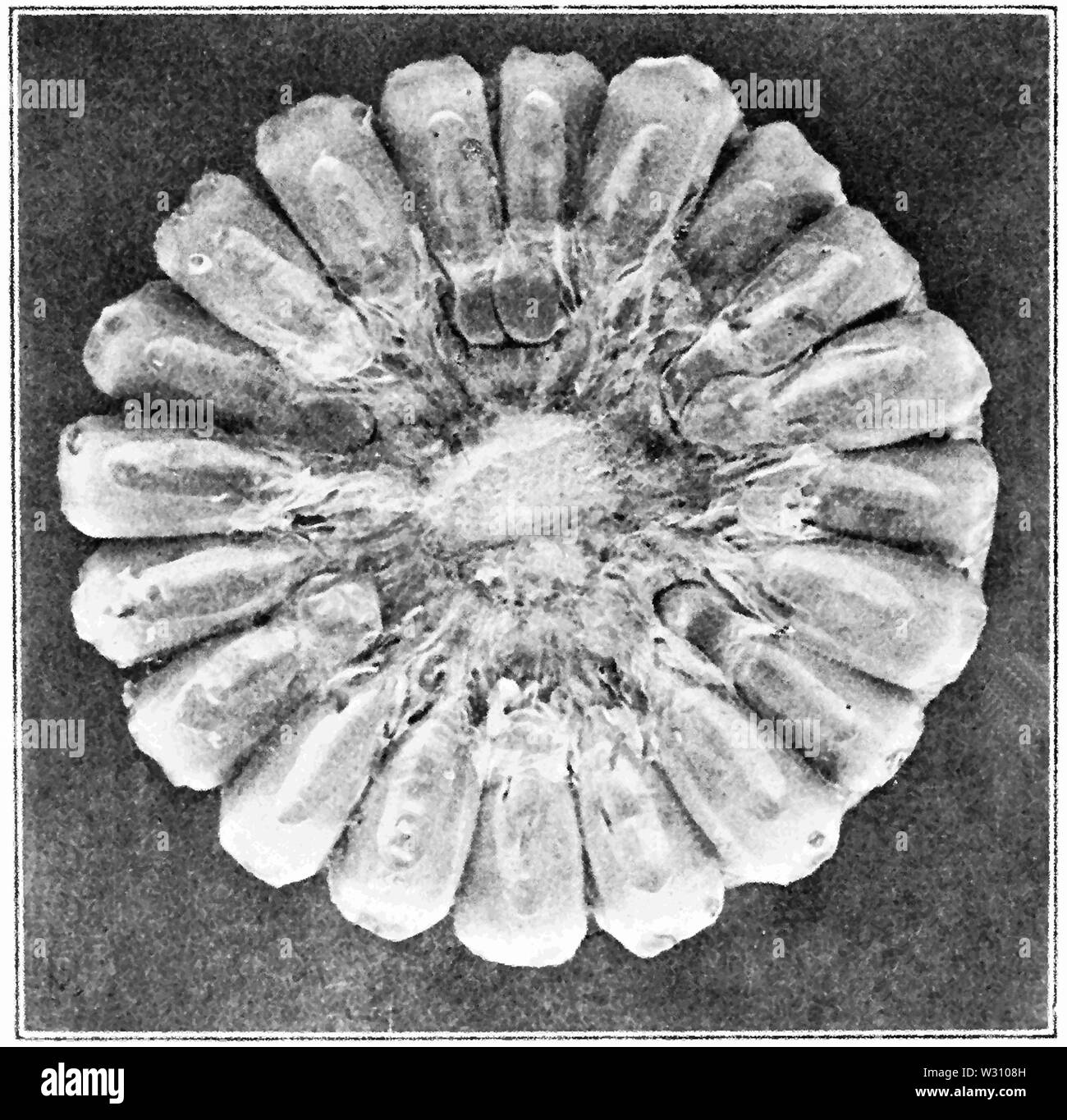Corn cross section Black and White Stock Photos & Images - Alamy