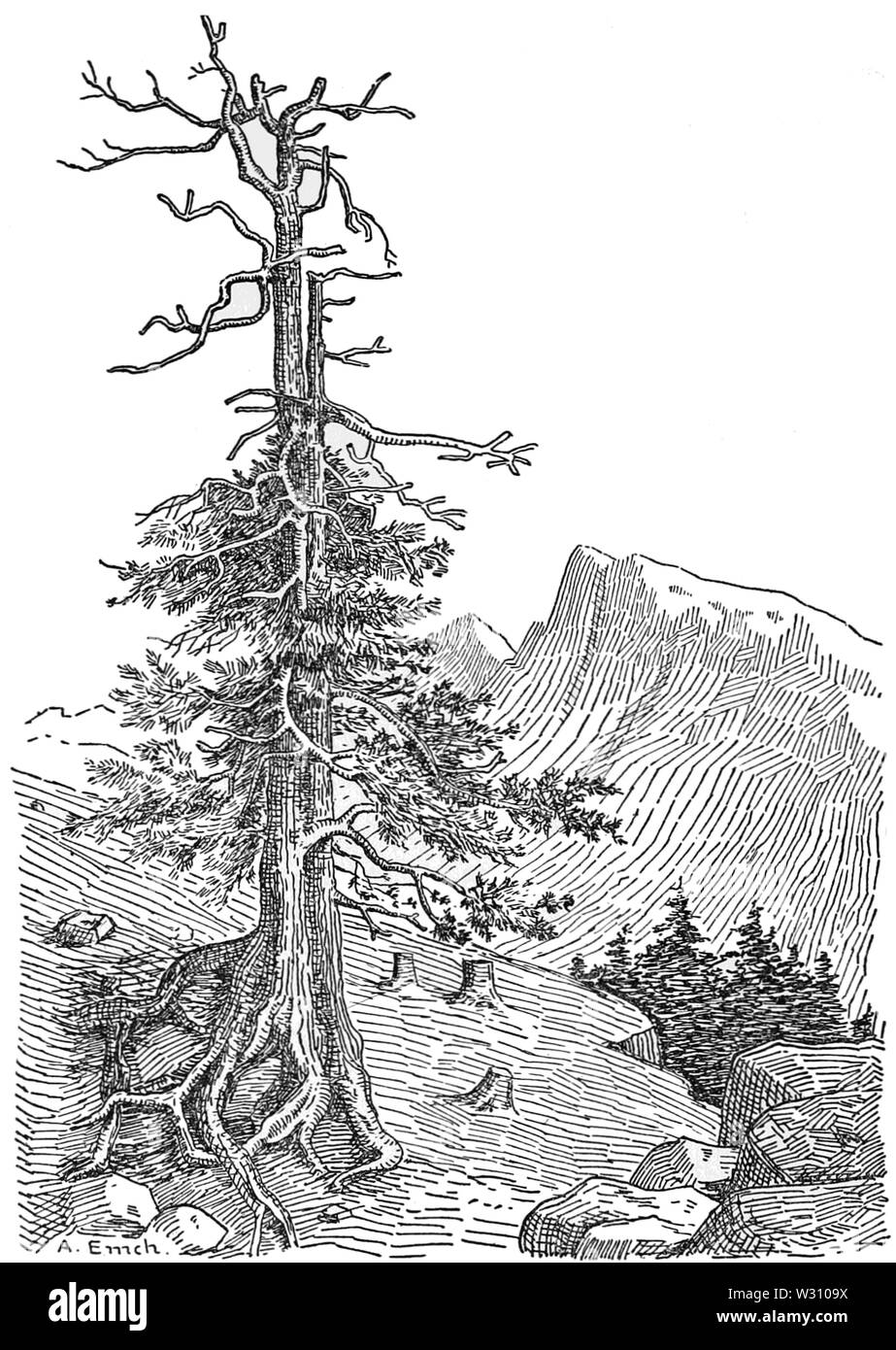 Lateral roots hi-res stock photography and images - Alamy