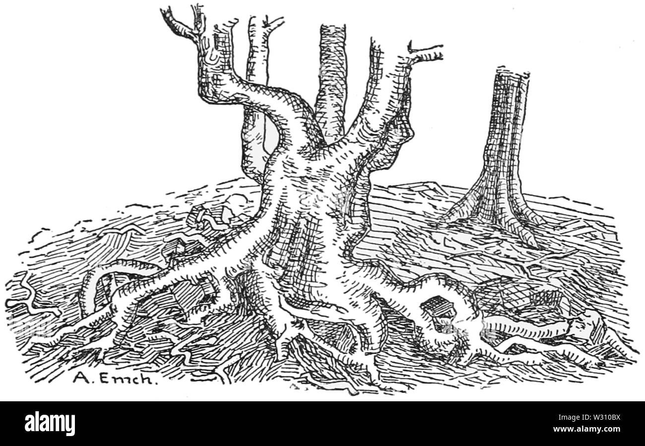 Lateral roots hi-res stock photography and images - Alamy