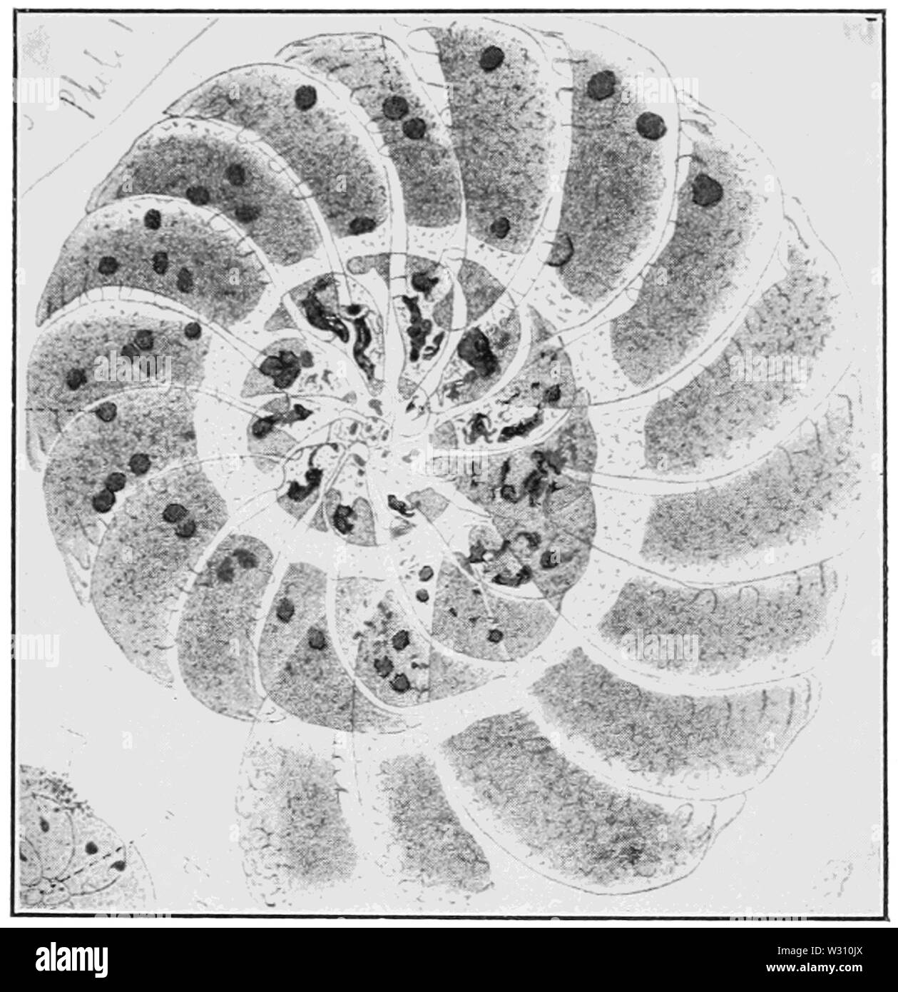 Foraminifera Microscope Labeled