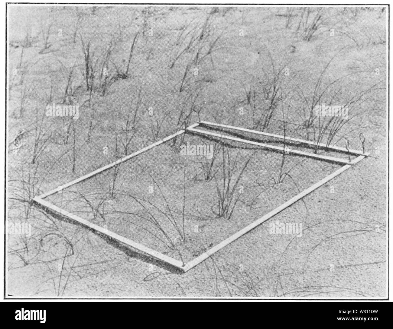 PSM V80 D225 Square meter quadrat of the sandy blowout Stock Photo - Alamy