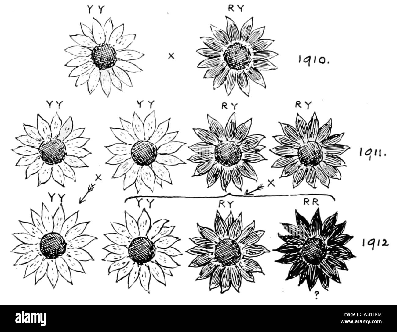 Pollination diagram hi-res stock photography and images - Alamy