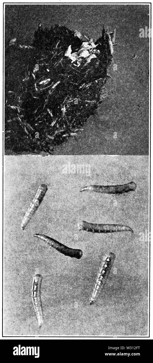 Puparia fly hi-res stock photography and images - Alamy