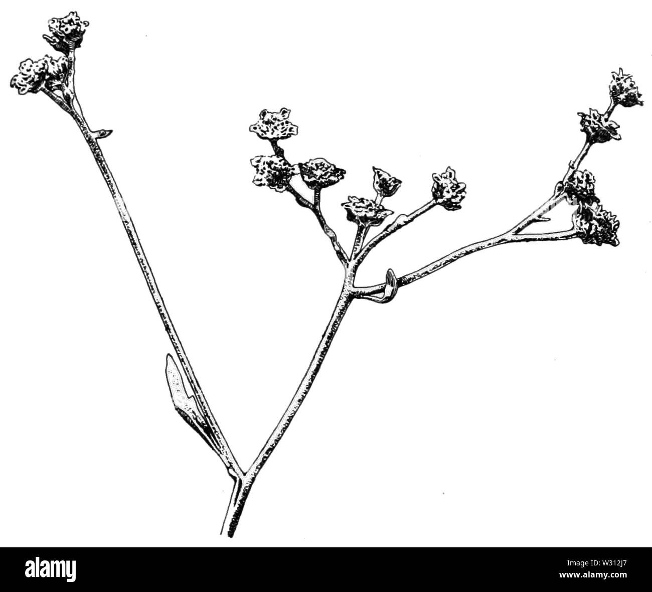 Guayule hi-res stock photography and images - Alamy