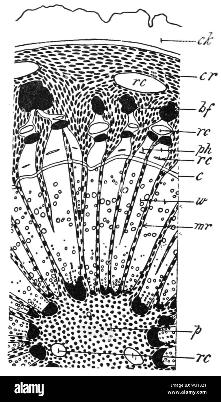 Transverse section stem Black and White Stock Photos & Images - Alamy