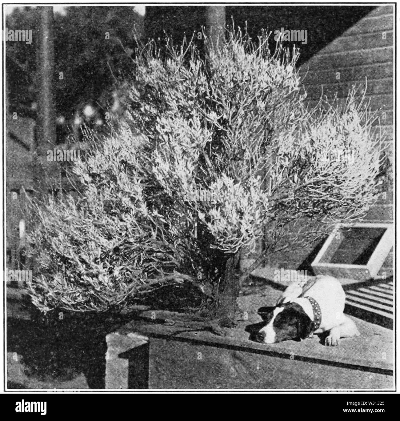 PSM V81 D320 Unusually symmetrical guayule plant Stock Photo - Alamy