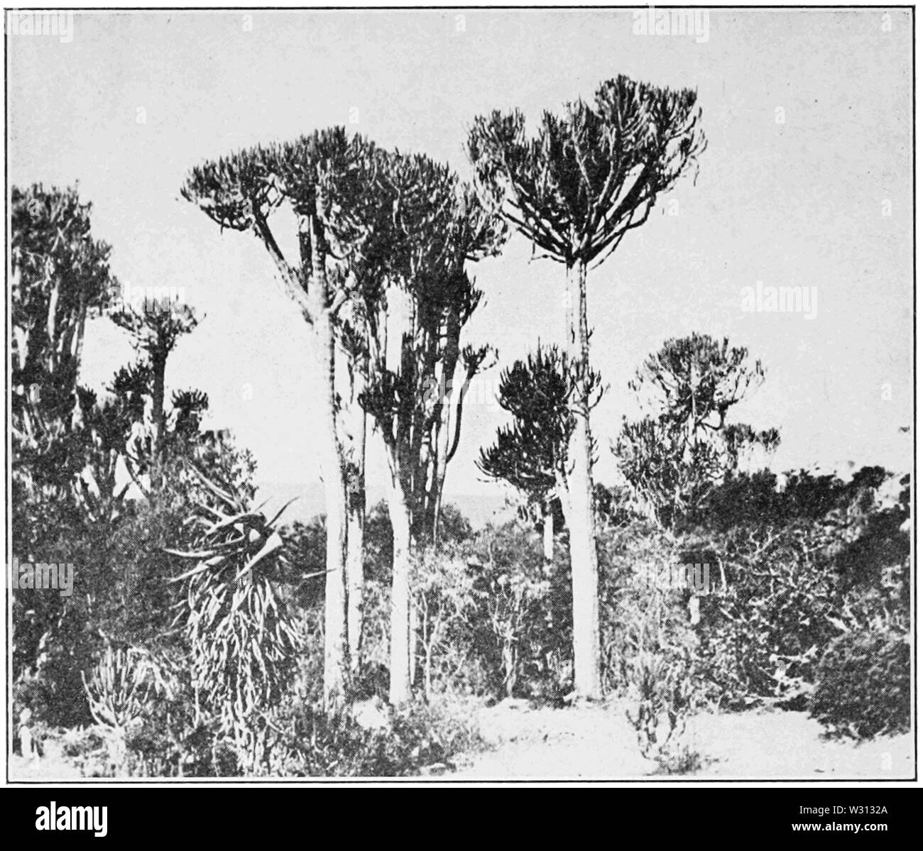 Near plants Cut Out Stock Images & Pictures - Alamy