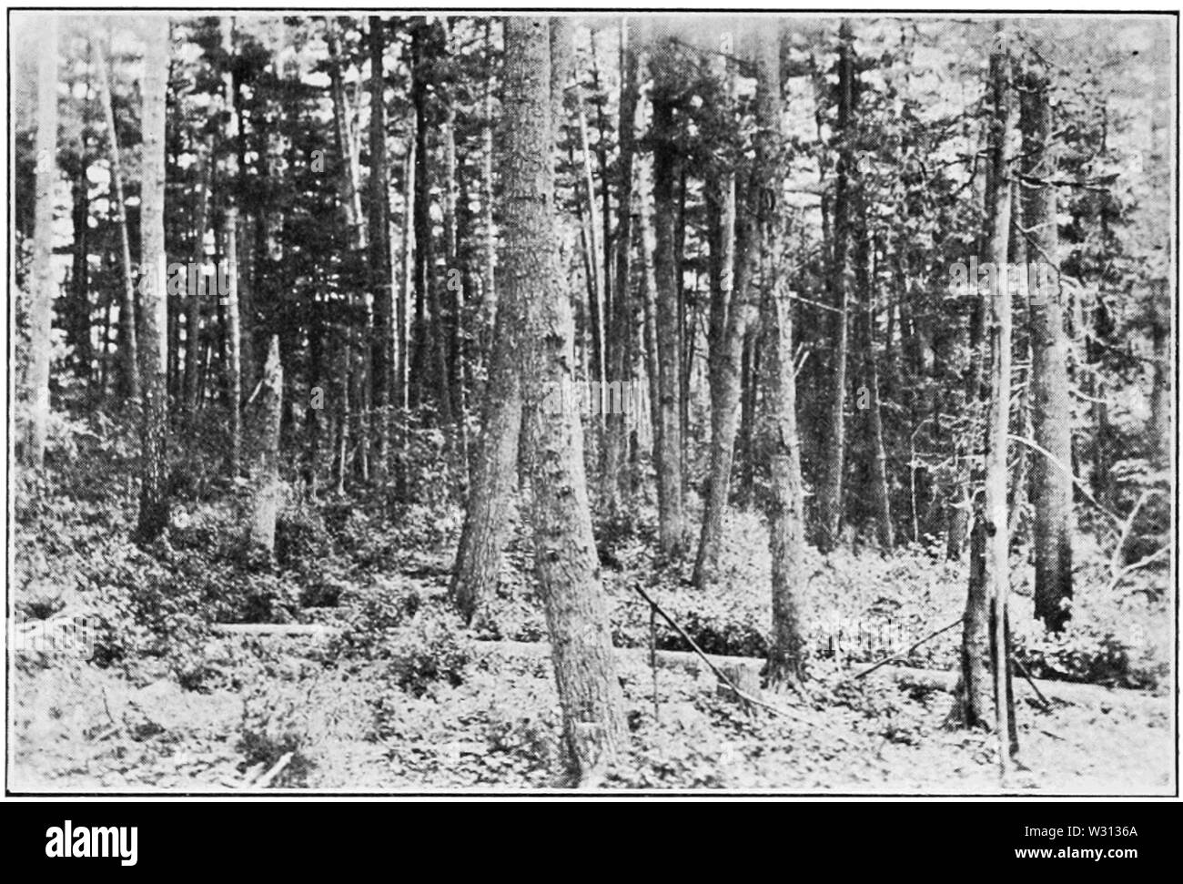 Wildlife minnesota Black and White Stock Photos & Images - Alamy