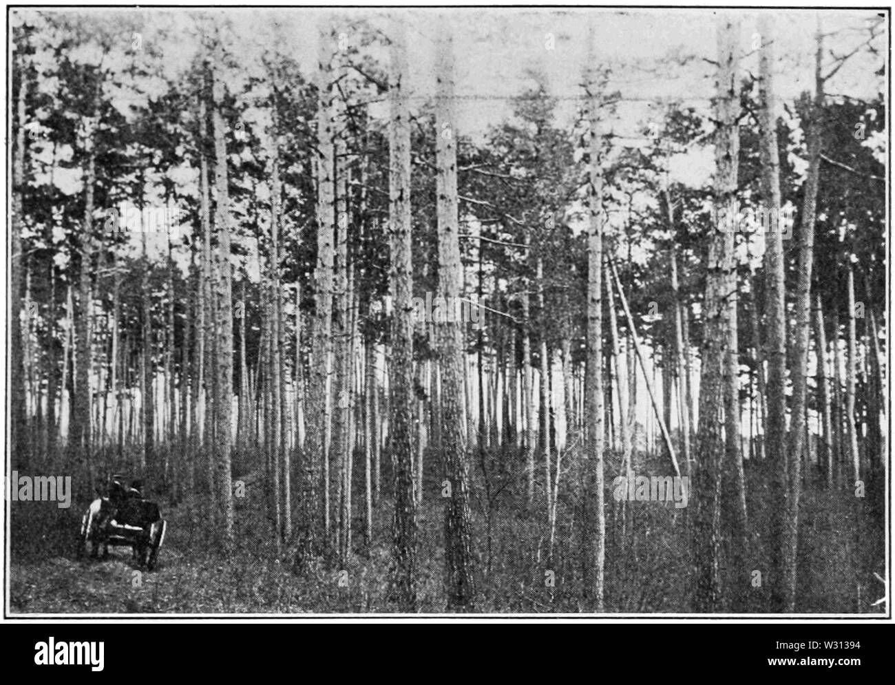 In natural native habitat Cut Out Stock Images & Pictures - Alamy